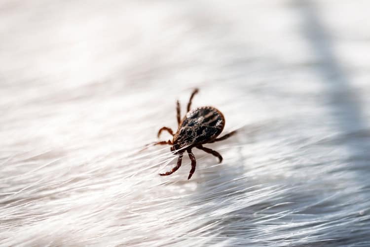 Tick Control Suffolk County, NY | Nofo Tick & Mosquito