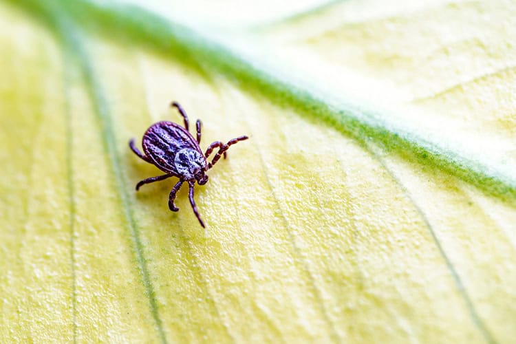 Tick Control Suffolk County, NY | Nofo Tick & Mosquito