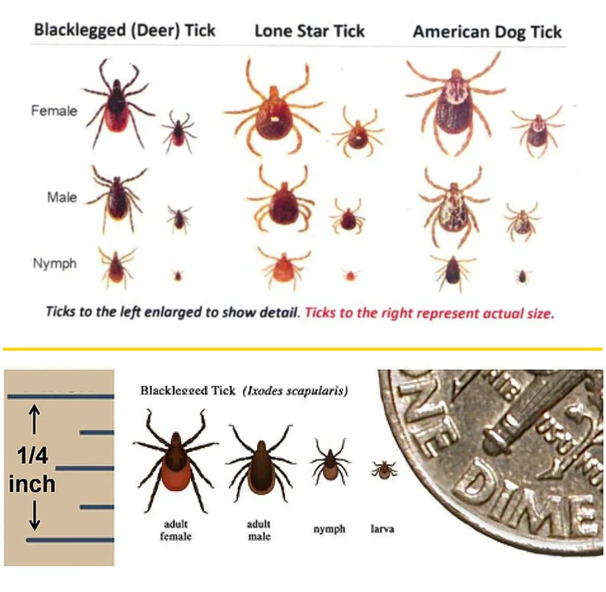 Tick Identifier Suffolk County, NY | Nofo Tick Control